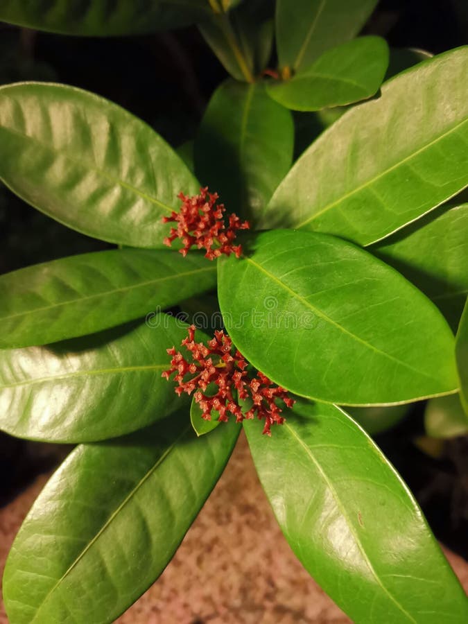 Asoka flower stock image. Image of flower, trees, white - 253607677