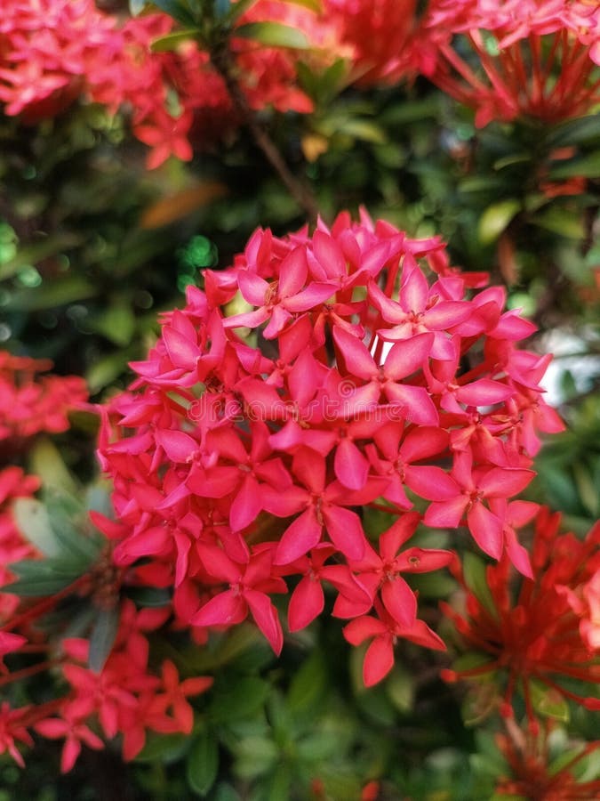 Asoka flower stock image. Image of garden, flower, asoka - 264583807