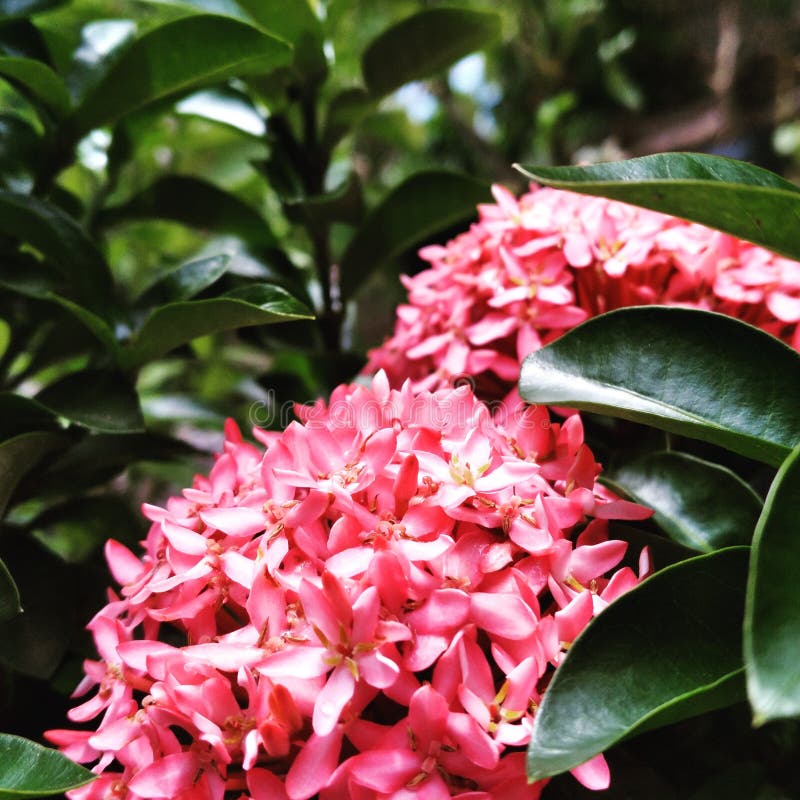 Asoka Flowers Bloom at Hometown Garden Stock Image - Image of garden ...