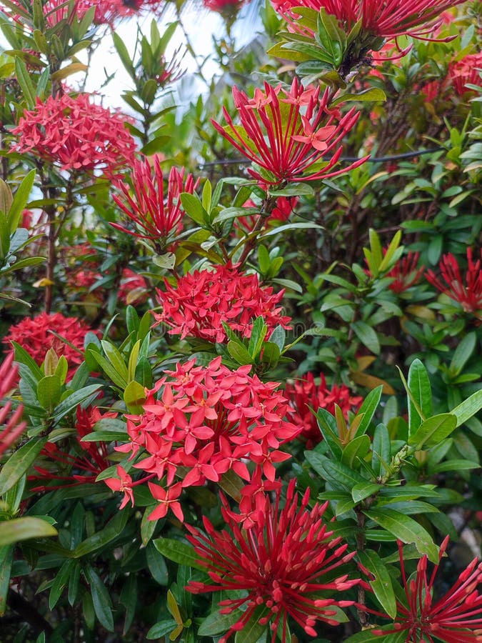 Asoka Fresh red flower stock photo. Image of fresh, flower - 260146824