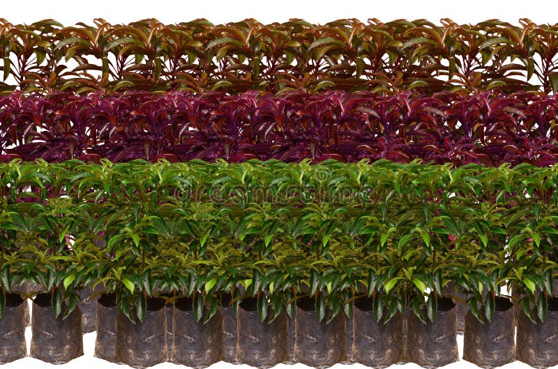 Asoke Tree White Background in Studio Stock Photo - Image of polyalthia ...