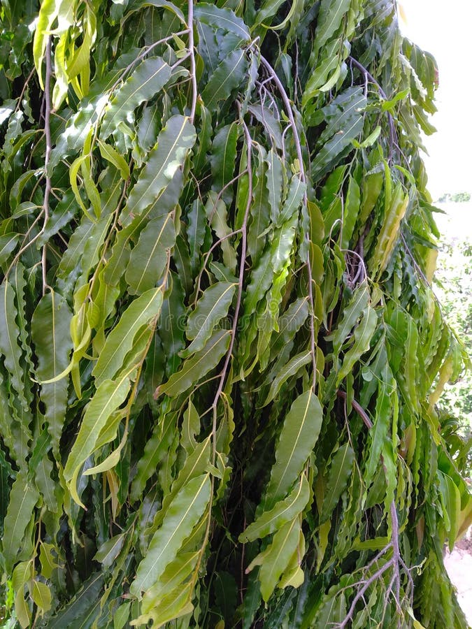 Asopalav Stock Photos - Free & Royalty-Free Stock Photos from Dreamstime