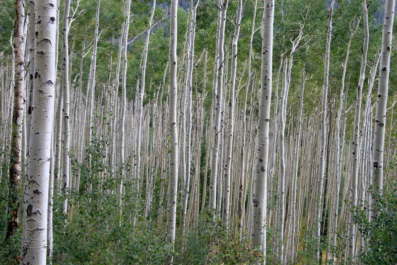 Stam för asp tre fotografering för bildbyråer. Bild av tredubbel - 275517