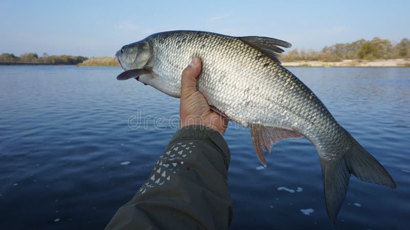 Asp Fish in the Fisherman Hand. Stock Image - Image of person ...