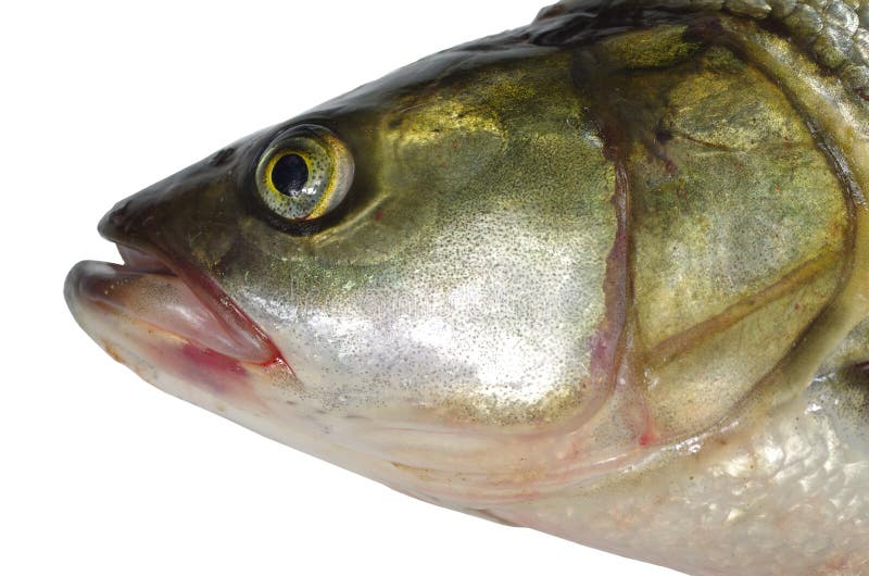 Predatory fish stock photo. Image of live, escape, sander - 34449916