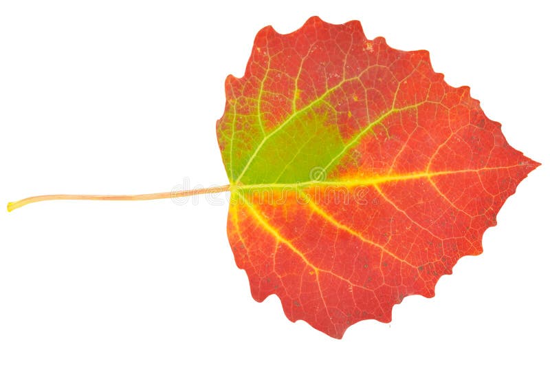 Isolerat Asp- Blad För Höst Fotografering för Bildbyråer - Bild av ...