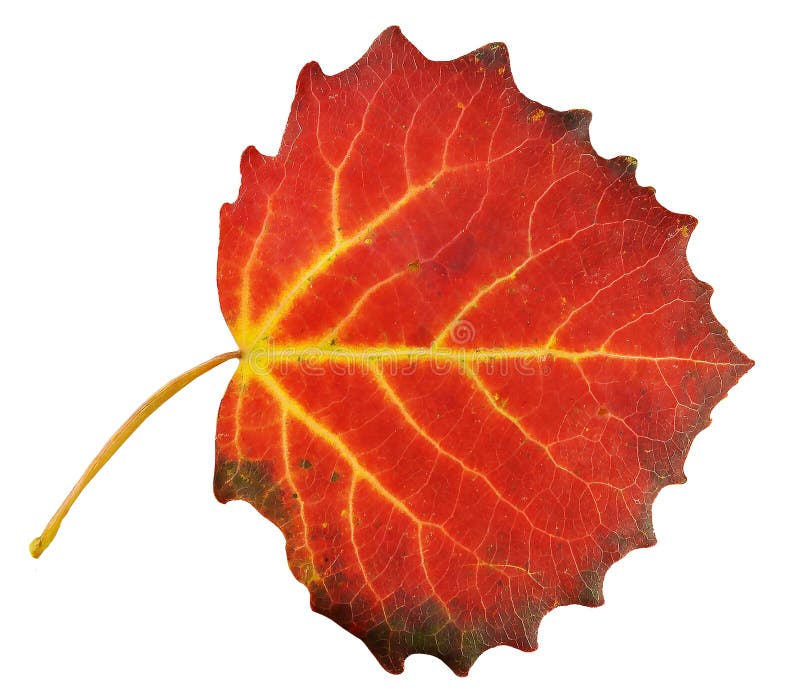 Asp- guld- leaf arkivfoto. Bild av löv, vitt, makro, medf8ort - 6048814