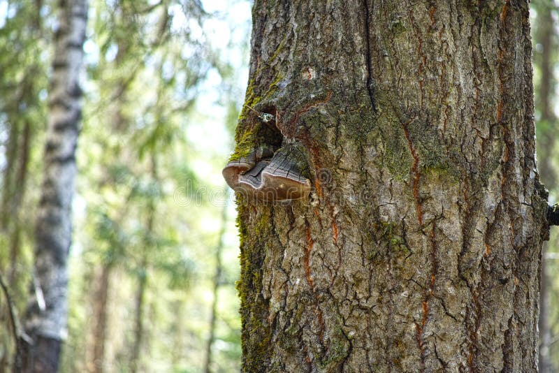 Asp- stam arkivfoto. Bild av ekologi, oskuld, pechora - 56522616