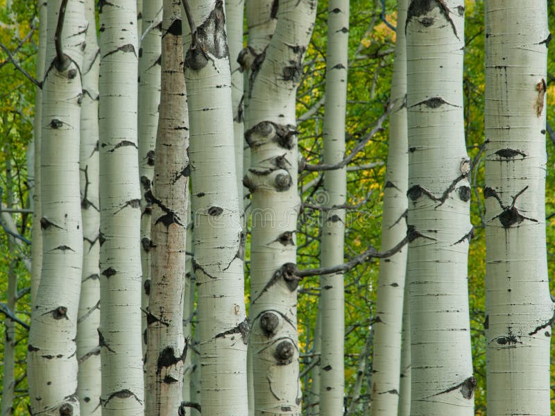 Stam för asp tre fotografering för bildbyråer. Bild av tredubbel - 275517