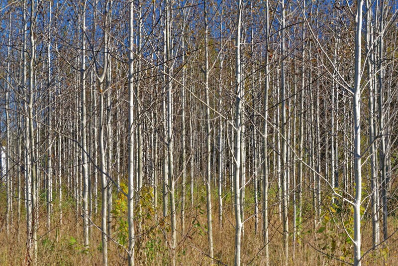 Asp- trä fotografering för bildbyråer. Bild av timmer - 60441651