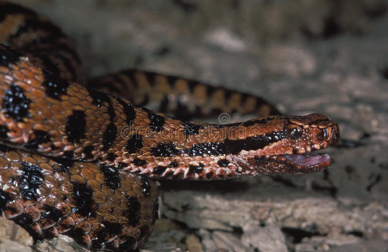 Asp Viper, Vipera Aspis, Venomous Snake in France Stock Photo - Image ...