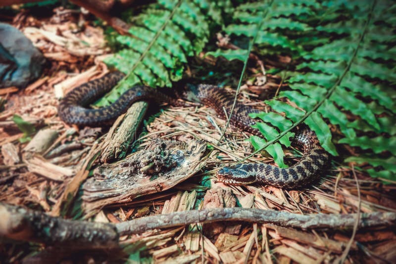 Asp viper in forest stock image. Image of fangs, lethal - 192526231