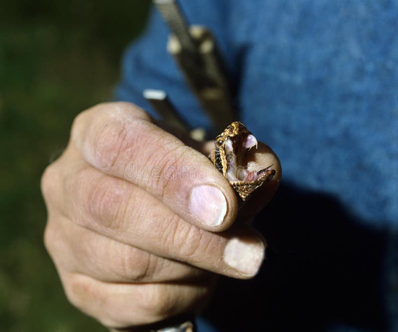 Asp Viper, Vipera Aspis, Venomous Snake in France Stock Photo - Image ...