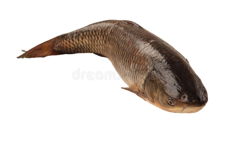 225 Asp White Background Stock Photos - Free & Royalty-Free Stock ...