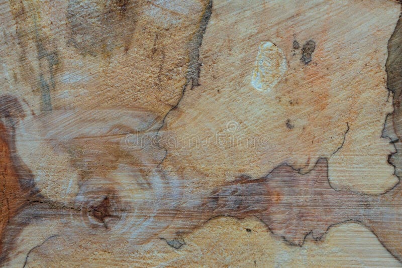 Asp- trä fotografering för bildbyråer. Bild av timmer - 60441651