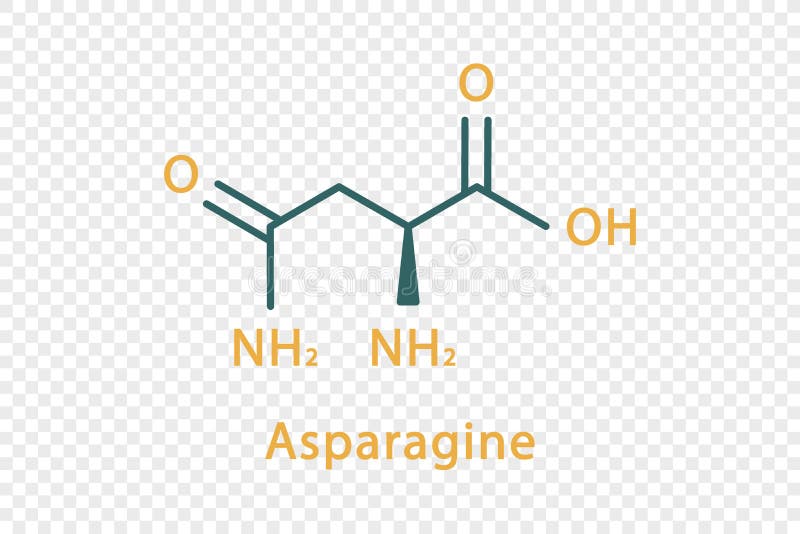 Asparagine Chemical Formula. Asparagine Structural Chemical Formula ...