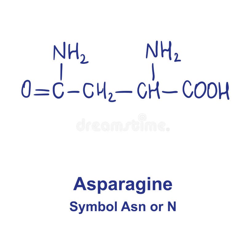 Asparagine Chemical Structure. Vector Illustration Hand Drawn Stock ...