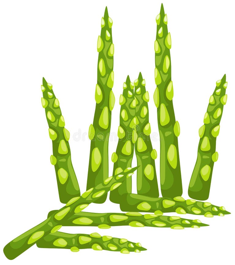 Asparagus Drawing Stock Illustrations – 4,898 Asparagus Drawing Stock ...