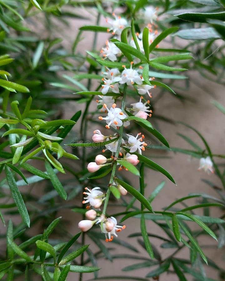 Asparagus Densiflorus Blooming Stock Photo - Image of plants, asparagus ...