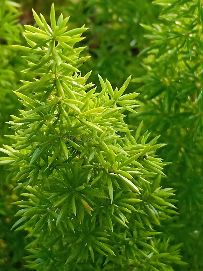 Asparagus Densiflorus Plant Stock Photo - Image of asparagus ...