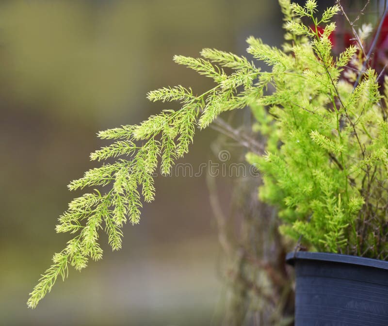 Asparagus Fern - Asparagus Tree Stock Photo - Image of close, plant ...