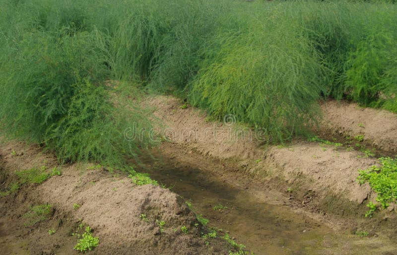 Asparagus field. stock photo. Image of harvest, flora - 37922040