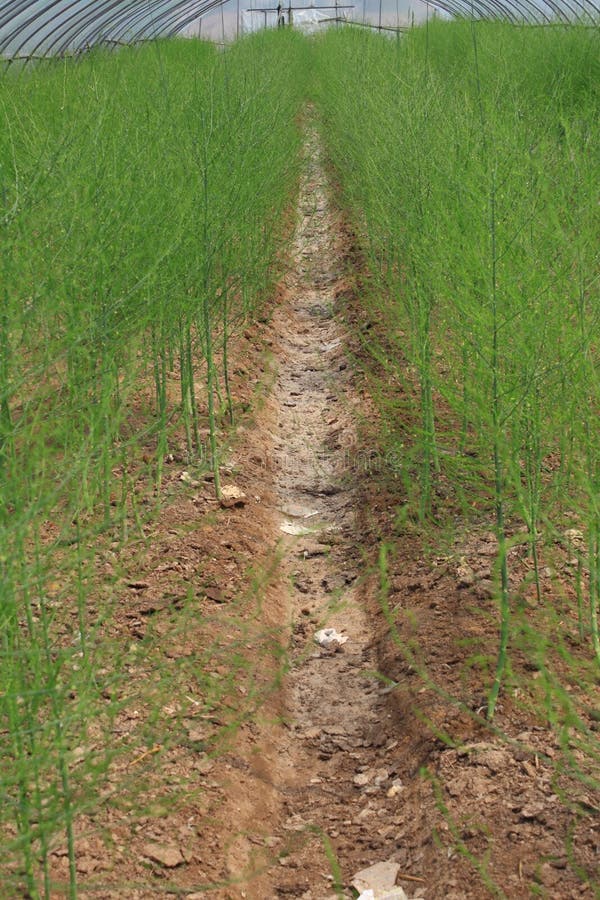 Asparagus field stock image. Image of rural, seed, landscape - 19552871
