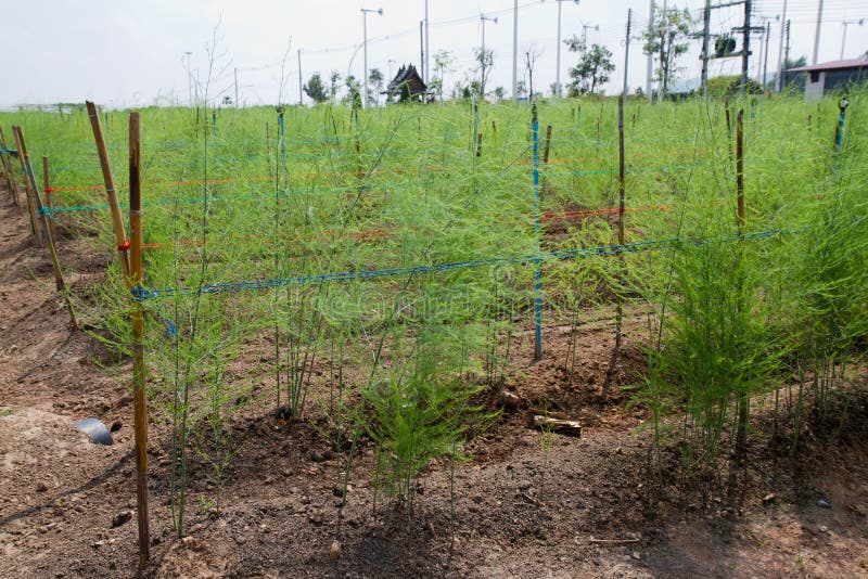 Asparagus field stock photo. Image of leaf, land, food - 22628044