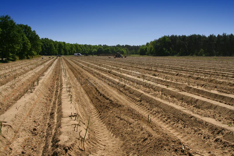 Asparagus field stock photo. Image of dutch, limburg, farm - 2678352