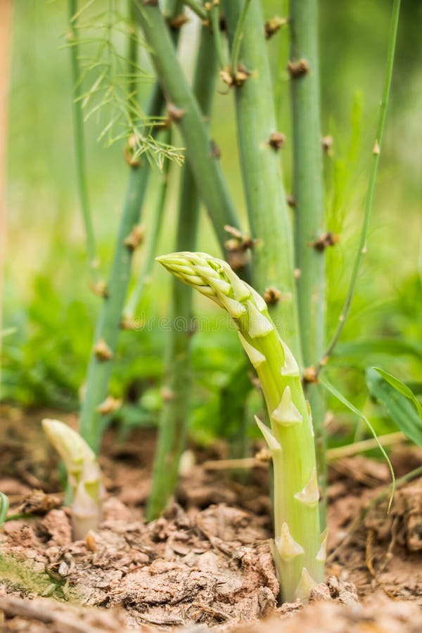 Asparagus in the field stock photo. Image of organic - 56181524