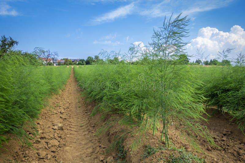 Asparagus field stock photo. Image of dutch, limburg, farm - 2678352