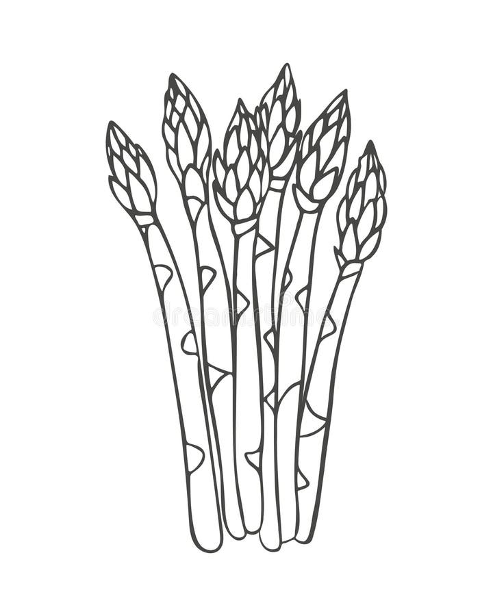 Asparagus Hand Drawing, Simple Stylized Sketch, Contour Drawing ...