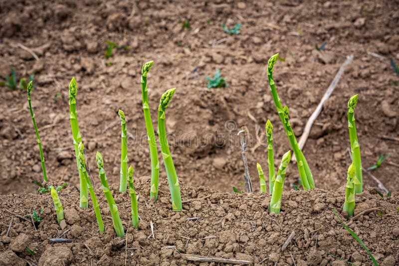 Asparagus Harvest on the Field Stock Image - Image of green, digging ...