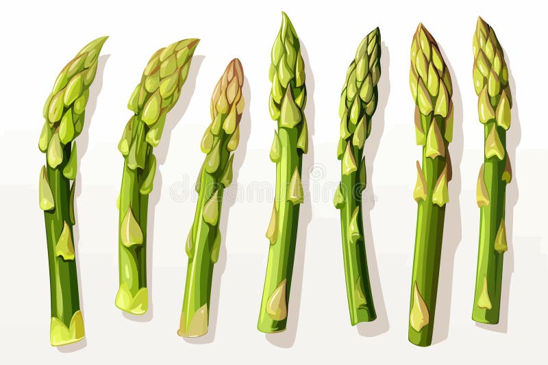 Asparagus Isolated Vector Style Illustration Stock Vector ...