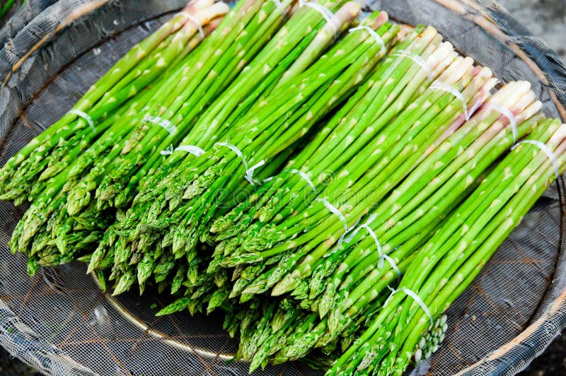 Asparagus officinalis stock image. Image of tray, dali - 15801171