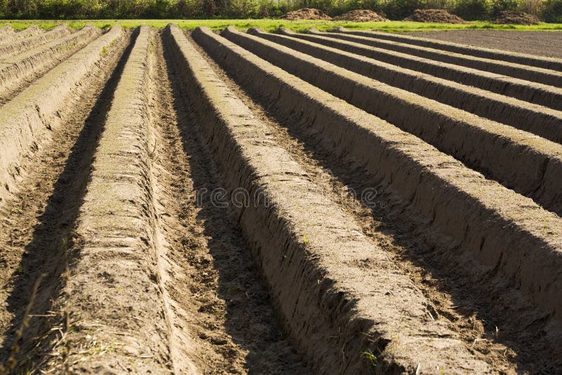 Asparagus plantation stock image. Image of farm, spring - 142855597