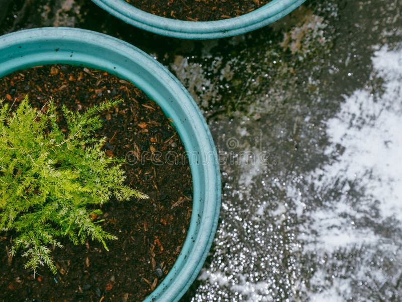 Asparagus Plants in Negative Space Pots Stock Photo - Image of negative ...
