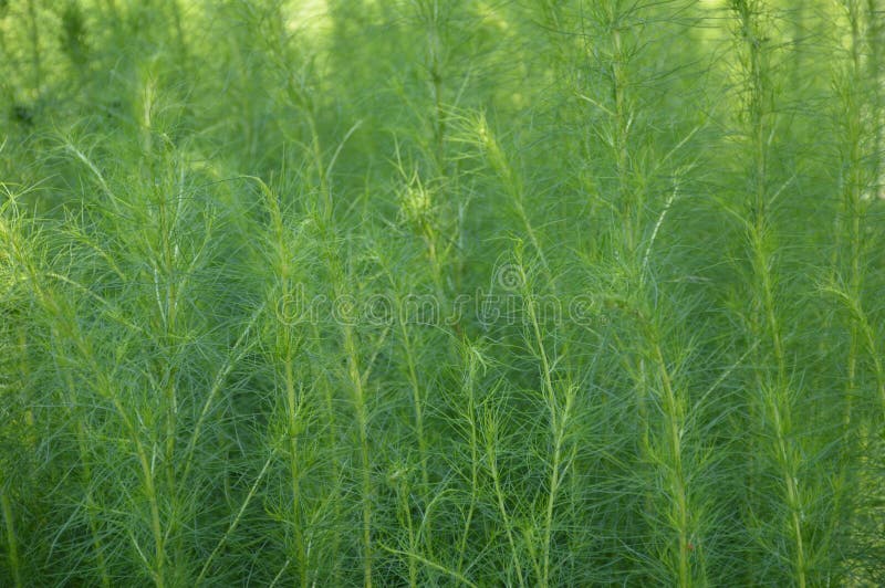 Asparagus racemosus plants stock image. Image of fresh - 68772135