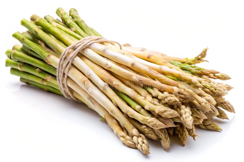 Asparagus Racemosus Root on White Background Stock Illustration ...