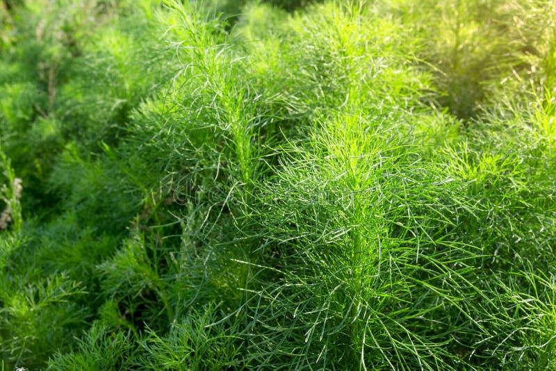 Asparagus Racemosus or Shatawari,herb Plant Stock Photo - Image of ...