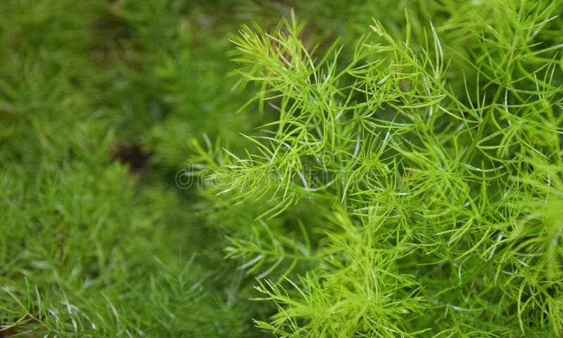 Asparagus field. stock photo. Image of harvest, flora - 37922040
