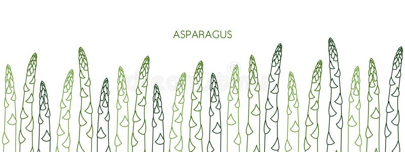 Asparagus Sprouts Bottom Line, Green Decorative Border, Panoramic ...