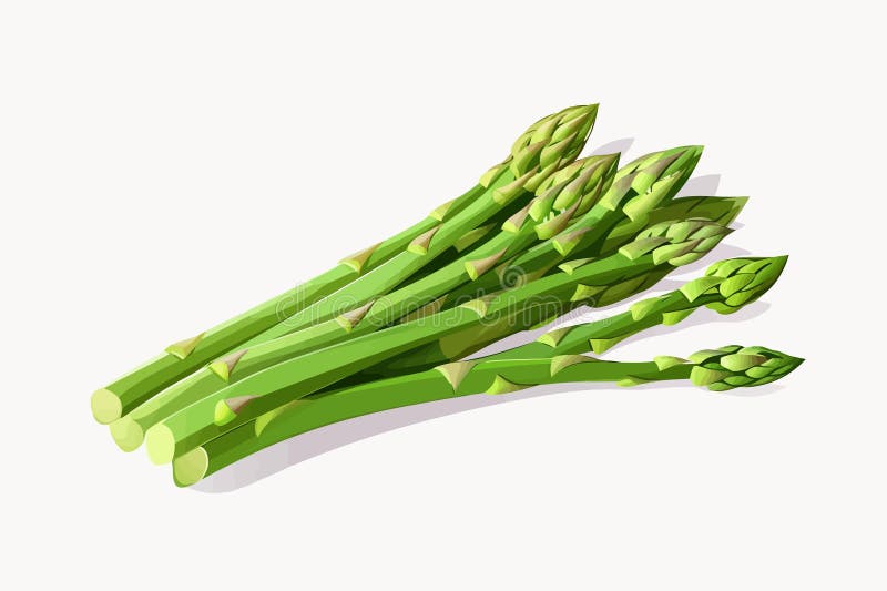 Asparagus Vector Flat Minimalistic Isolated Vector Style Illustration ...