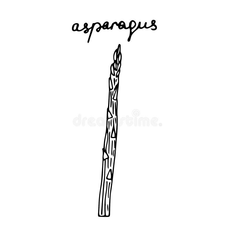 Asparagus, Vector Illustration, Hand Drawing Stock Illustration ...