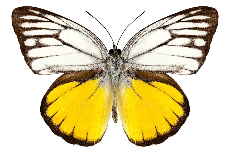 Gele vlinder stock afbeelding. Image of insect, gegevens - 15553039