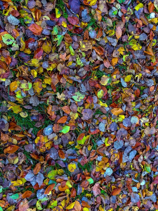Autumn ground stock image. Image of ground, textures - 112210163