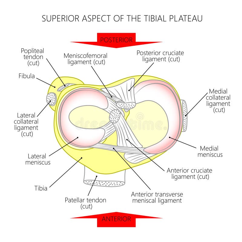 Aspecto Superior De La Meseta Tibial Ilustración del Vector ...