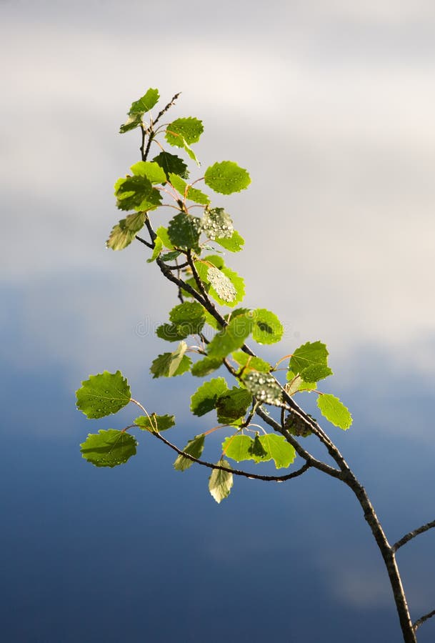 Aspen stock image. Image of summer, outdoors, single, aspen - 5849813