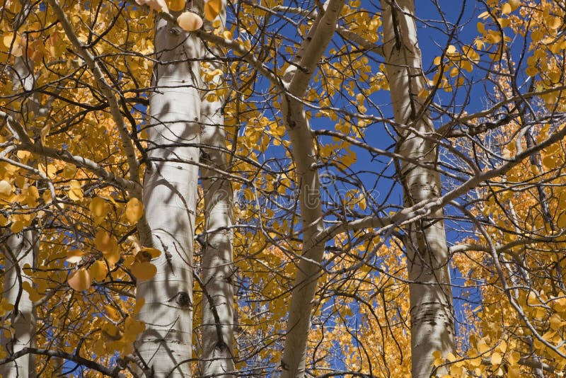 Aspen in Autumn colors stock photo. Image of woods, mountain - 12815812