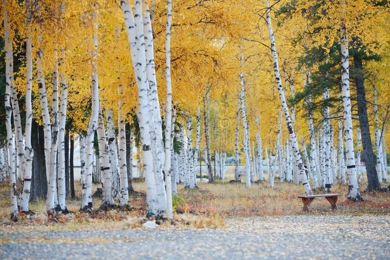 Aspen autumn stock image. Image of orange, scenery, park - 60179387